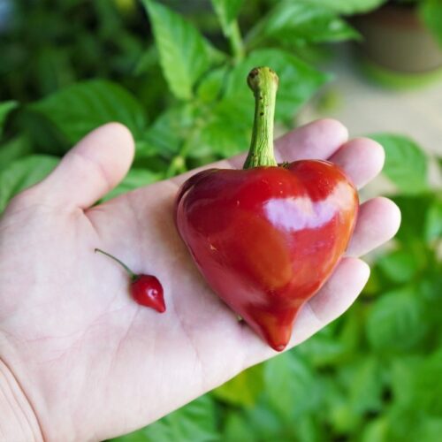 Bahamian Goat Pepper - A Quirky and Fruity Chili - Pepper Geek