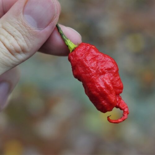 Best Tasting Pepper Varieties - Our Favorites To Grow - Pepper Geek
