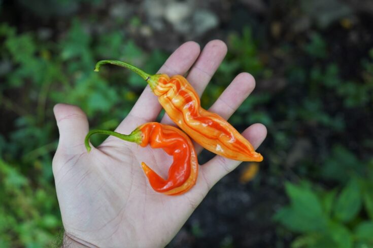 Fish Peppers - The Amazing History & Hot Pepper Facts - Pepper Geek