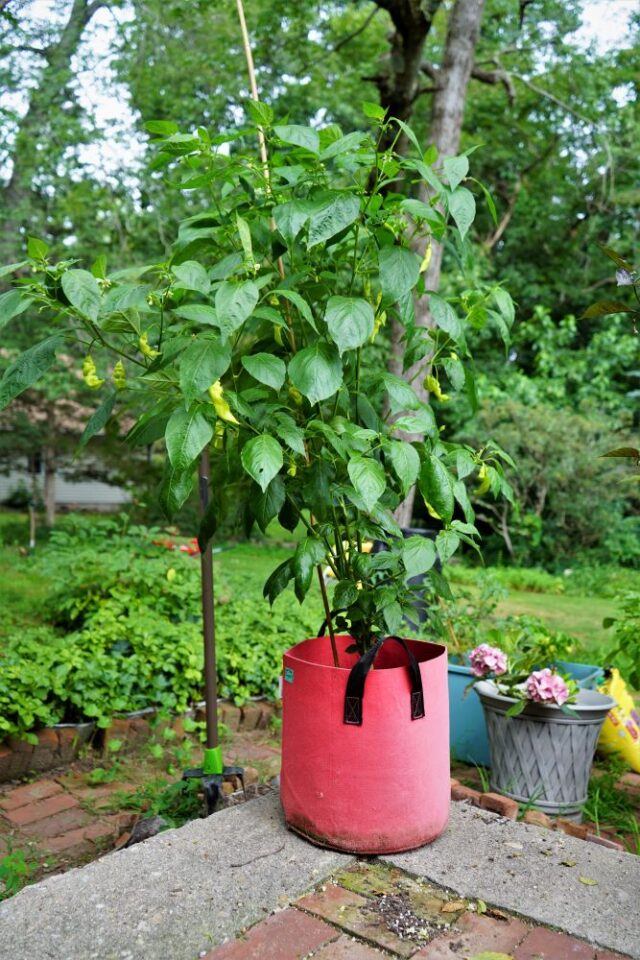 11 Peppers That Love Growing In Containers - Pepper Geek