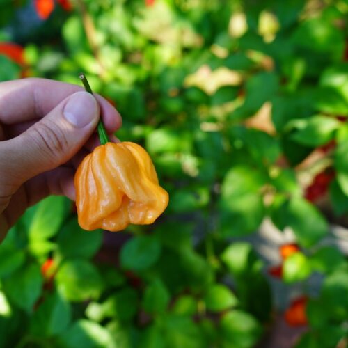 Aji Pineapple Peppers - A Productive and Tasty Chili - Pepper Geek