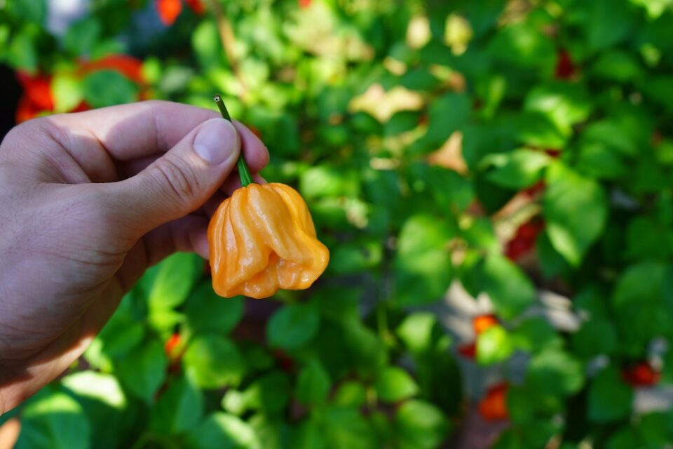 Bahamian Goat Pepper - A Quirky and Fruity Chili - Pepper Geek