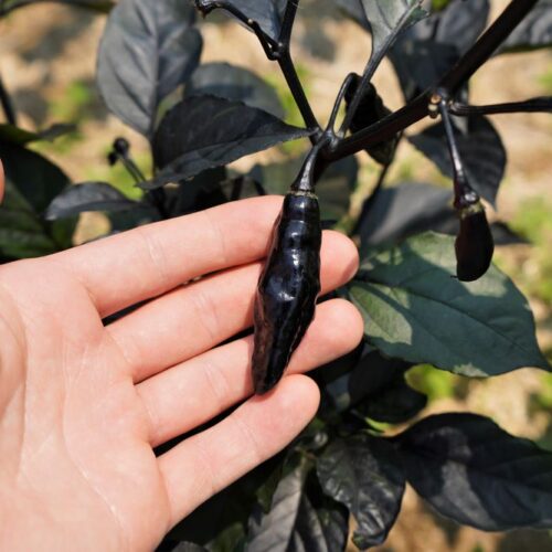 When To Pick Habanero Peppers (Tips To Know When) - Pepper Geek