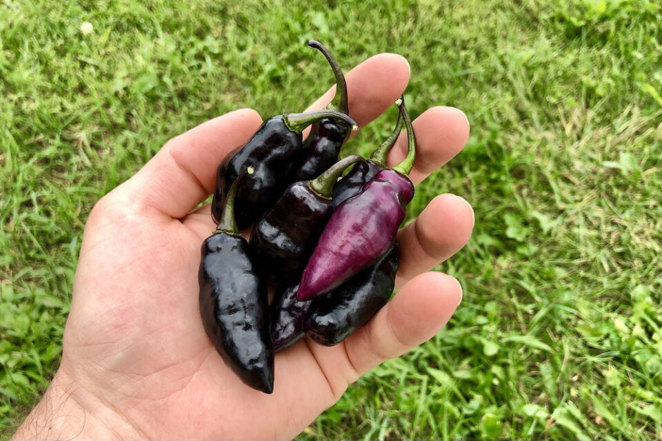 Pepper X - A New World Record Hottest Pepper - Pepper Geek