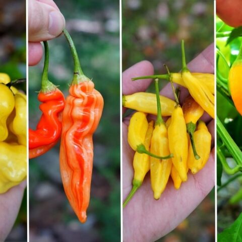When To Pick Ghost Peppers (With Pictures) - Pepper Geek