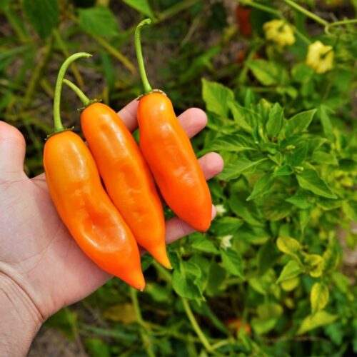 Pepper Geek - Grow, Cook & Eat Peppers