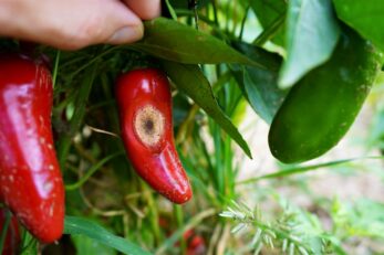 What Causes Holes In Pepper Plant Leaves? - Pepper Geek