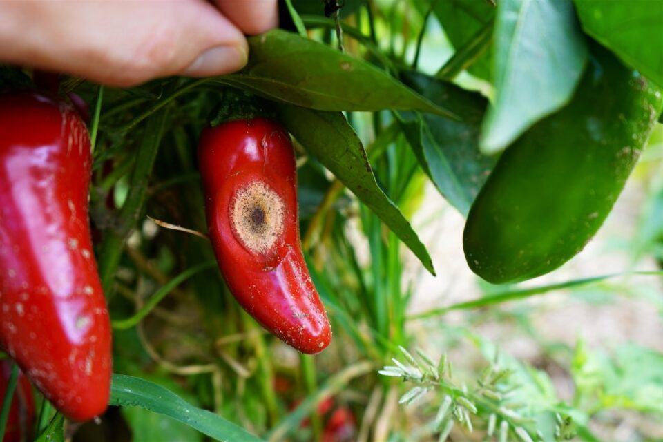 What Causes Holes In Pepper Plant Leaves? - Pepper Geek