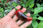 Jalapeño Peppers Turning Black? Here's Why - Pepper Geek