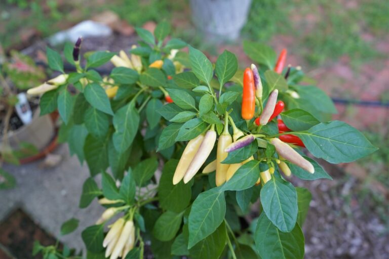 Capsicum Annuum - A Beautifully Diverse Pepper Species - Pepper Geek