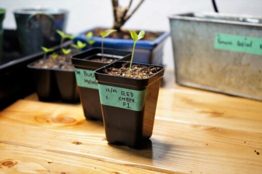 Growing Cayenne Peppers (From Seed to Sauce) - Pepper Geek