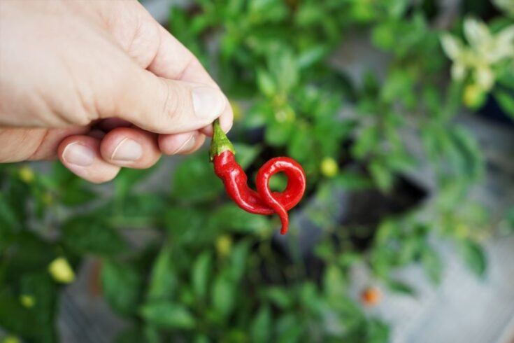 When To Pick Cayenne Peppers (With Pictures) - Pepper Geek