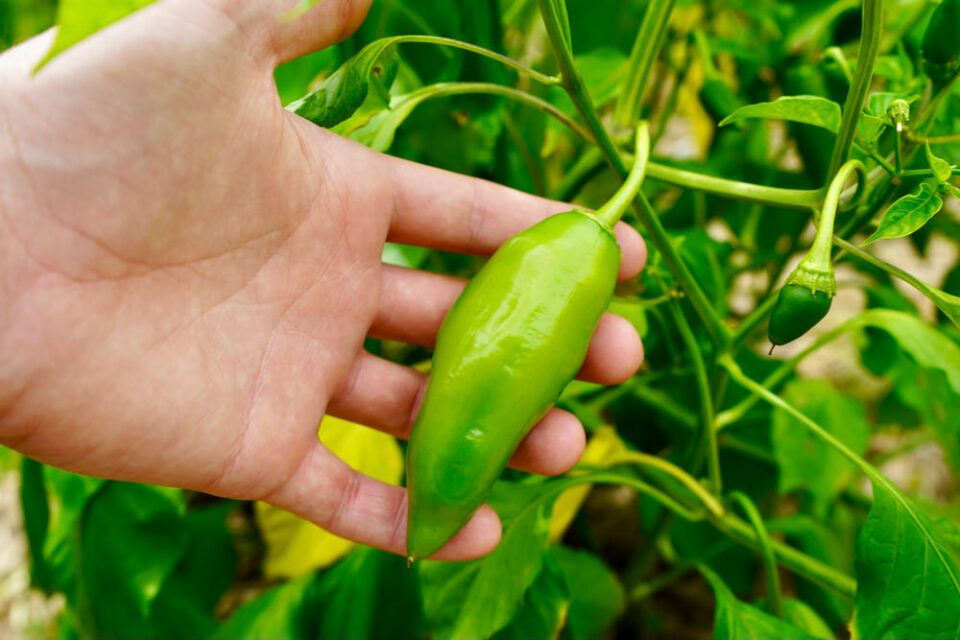 Aji Amarillo - A Staple Peruvian Pepper Variety - Pepper Geek