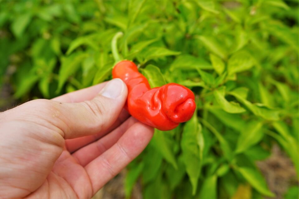 Peter Pepper - An Oddly-Shaped Pepper Variety - Pepper Geek