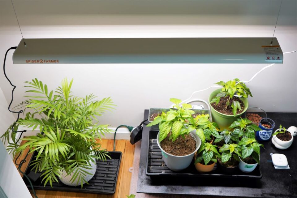 How To Grow Habanero Peppers (From Seed) - Pepper Geek