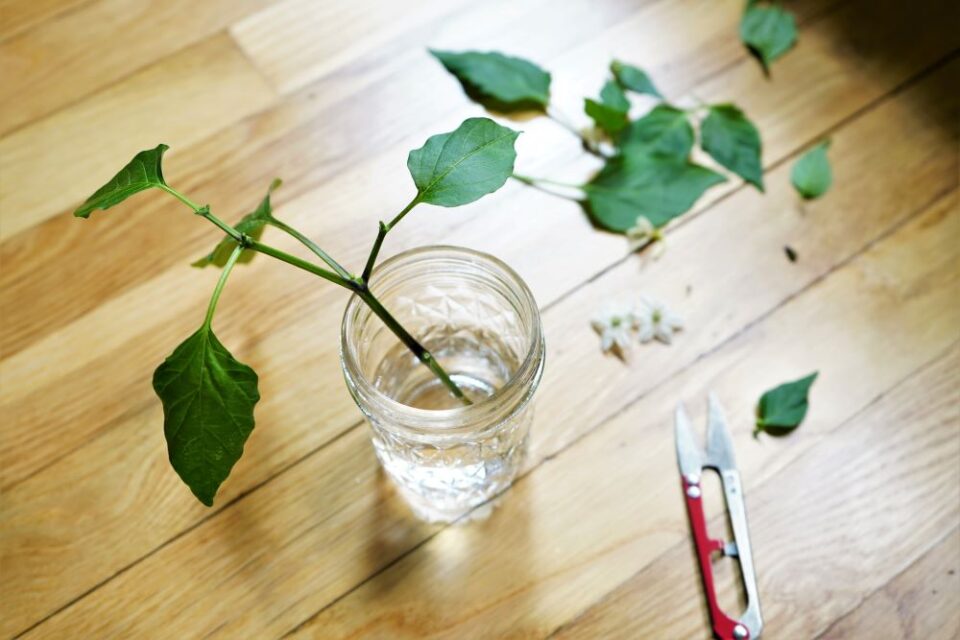 Root Bound Plants - Identify & Fix Them Quick! - Pepper Geek