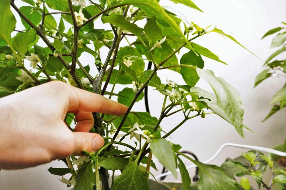 How To Propagate Peppers From Cuttings - Pepper Geek