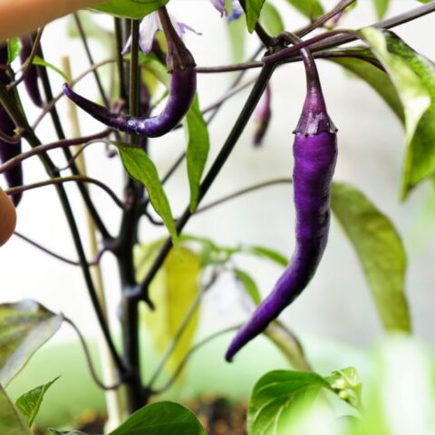 Ahh, Thrips! How To Control Thrips On Peppers - Pepper Geek