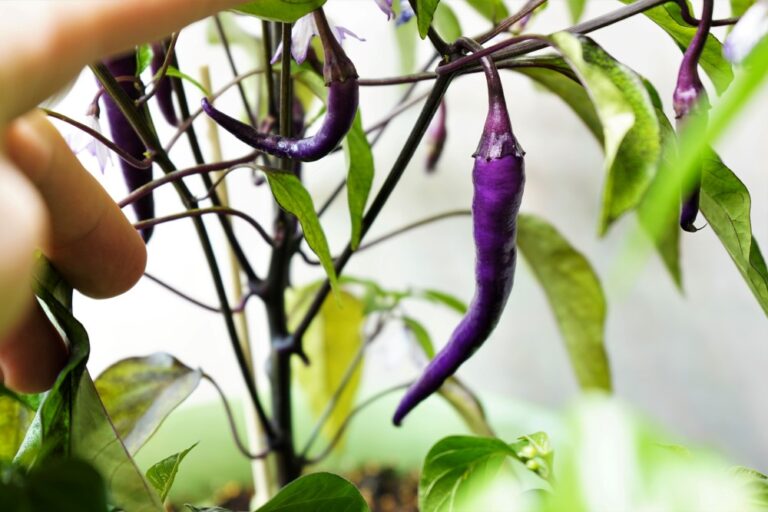 Purple UFO Pepper - A Unique Hot Pepper Variety - Pepper Geek