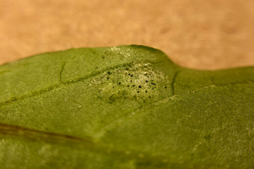 How To Control Thrips On Peppers - Pepper Geek