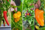 Capsicum Annuum - A Beautifully Diverse Pepper Species - Pepper Geek