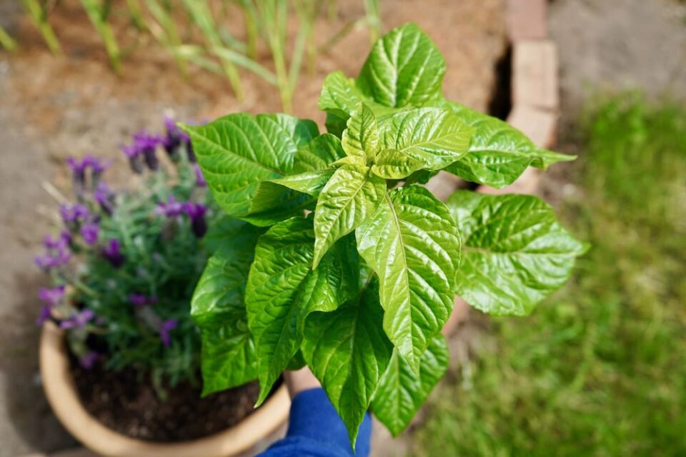 How To Identify Different Types Of Pepper Plants - Pepper Geek