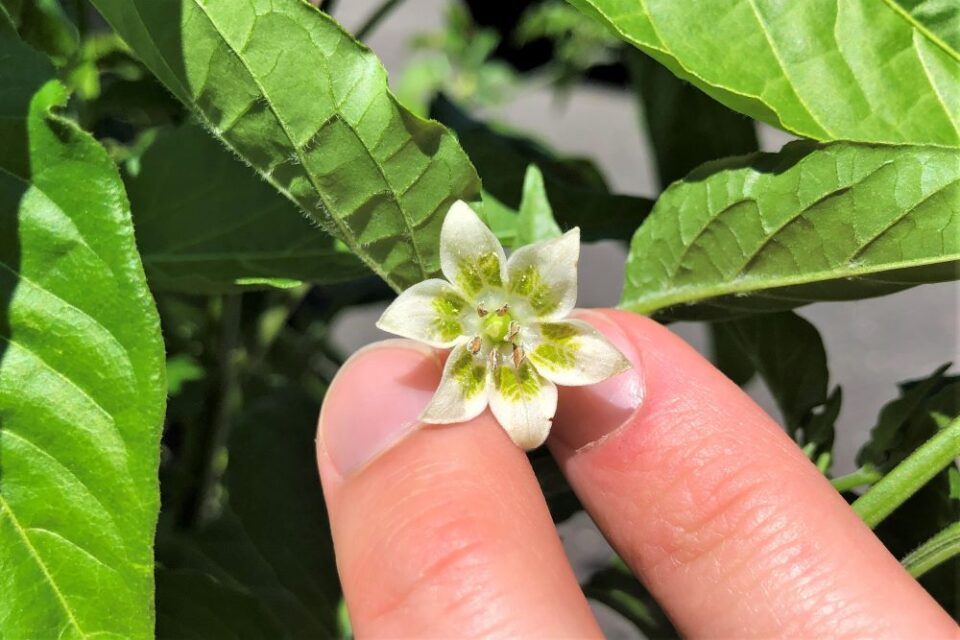 How To Identify Different Types Of Pepper Plants - Pepper Geek