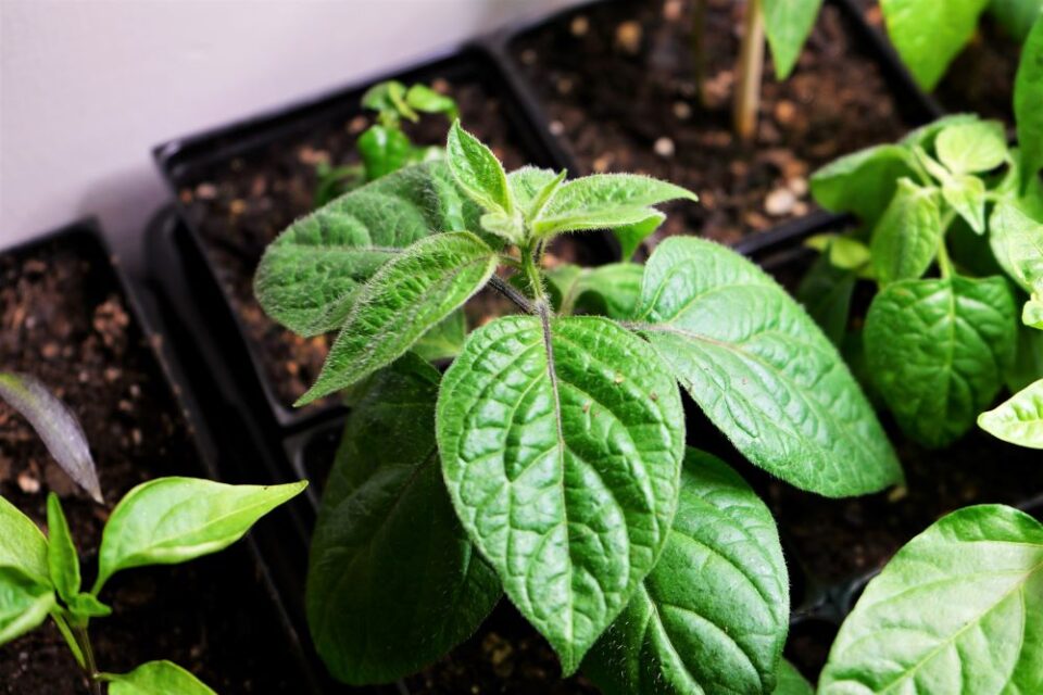 Rocoto Peppers - The South American Manzano Pepper - Pepper Geek