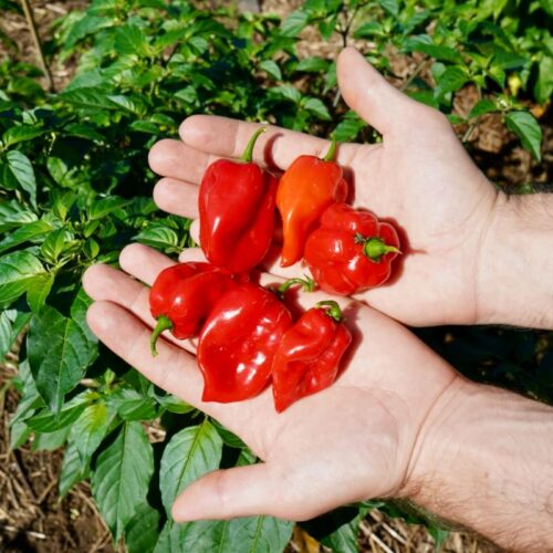 Serrano Peppers - Uses, Heat Level, and History - Pepper Geek