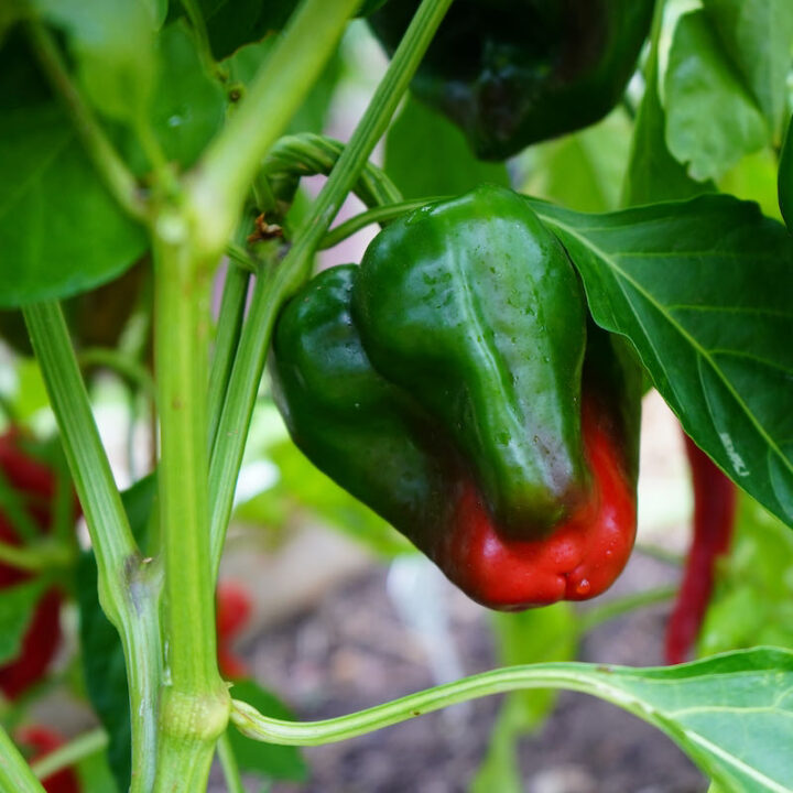 Gardening - How To Grow Peppers Properly - Pepper Geek