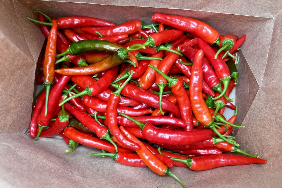 15 Peppers To Grow For A Big Harvest - Pepper Geek