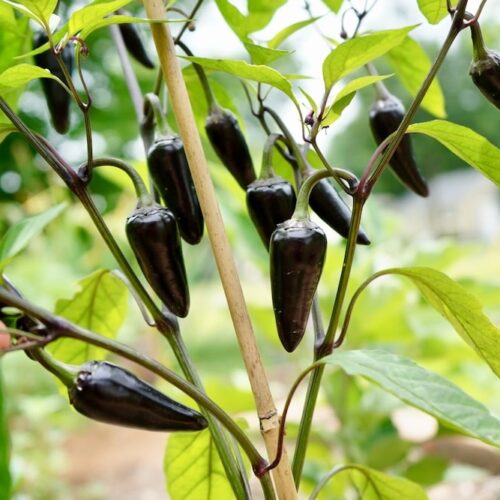 Types Of Peppers - List Of Pepper Varieties - Pepper Geek