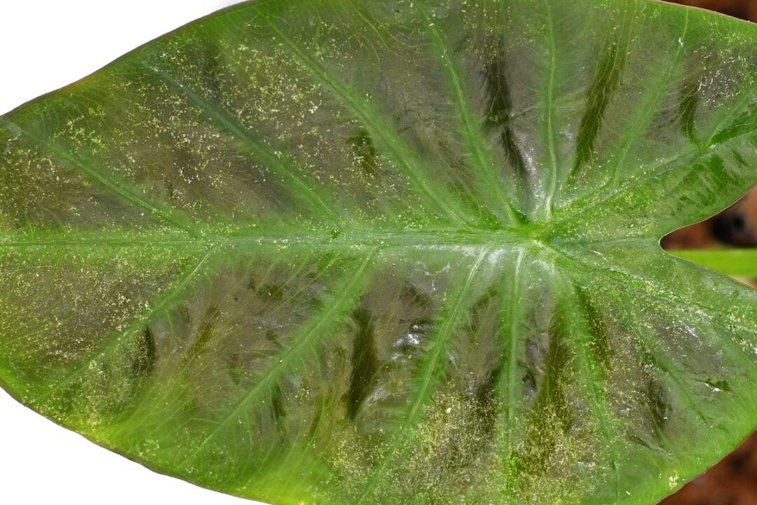 Spider Mites On Pepper Plants (Prevention and Treatment) - Pepper Geek