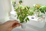 Click and Grow Review (Read Before You Buy!)