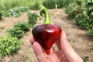 Lesya Peppers - An Incredibly Sweet Bell Alternative - Pepper Geek