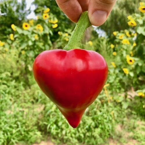 Types Of Peppers - List Of Pepper Varieties - Pepper Geek