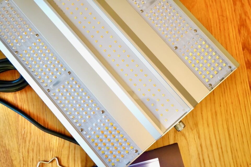 Edema In Plants | Treating Plant Edema (With Pictures) - Pepper Geek