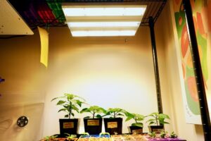 Growing Peppers Indoors: A Complete Guide - Pepper Geek