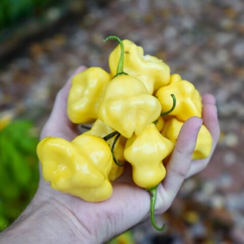 Pepper Geek - Grow, Cook & Eat Peppers