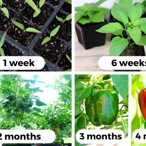 Amazing How Long Do Peppers Take To Grow Photos