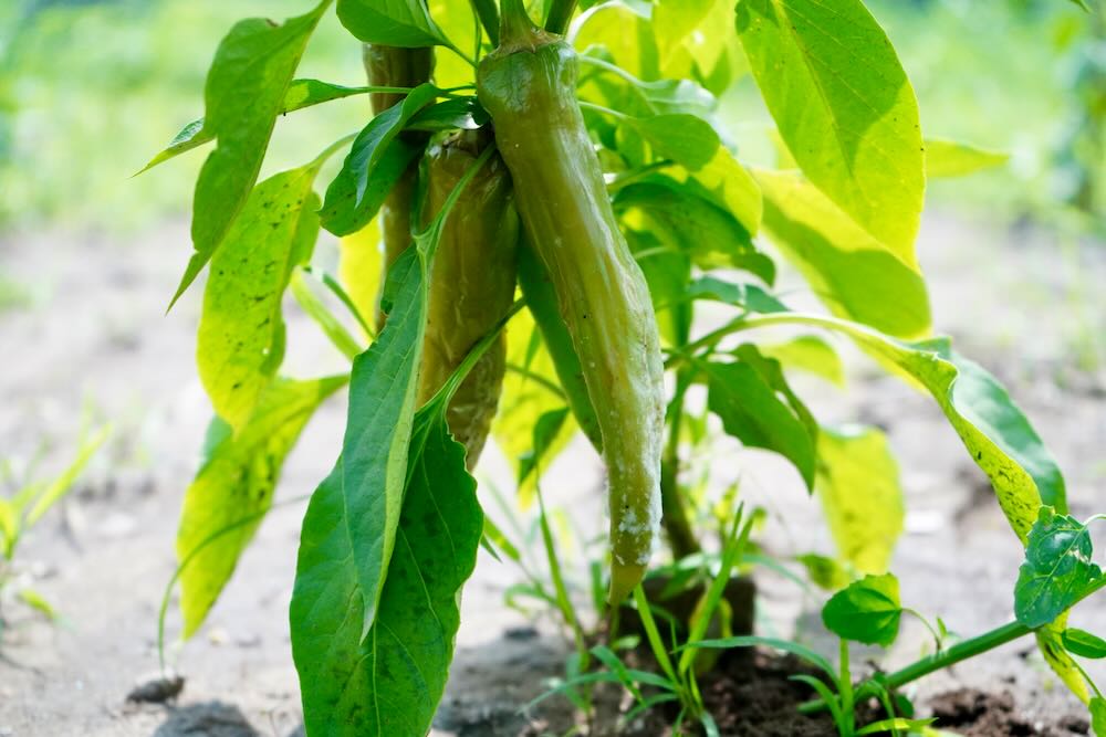 7 Signs You Are Overwatering Your Pepper Plants - Pepper Geek