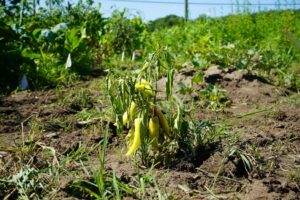 7 Signs You Are Overwatering Your Pepper Plants - Pepper Geek