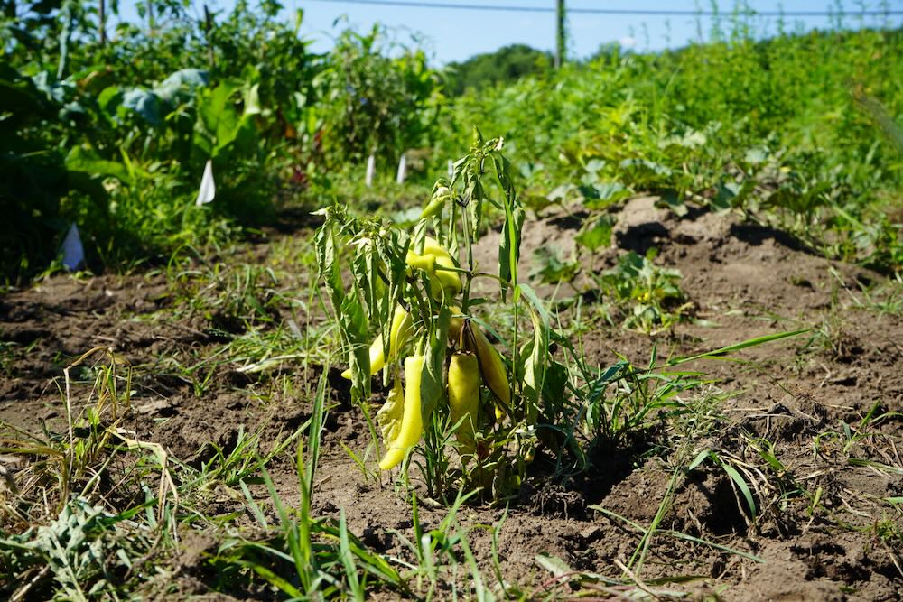7 Signs You Are Overwatering Your Pepper Plants - Pepper Geek