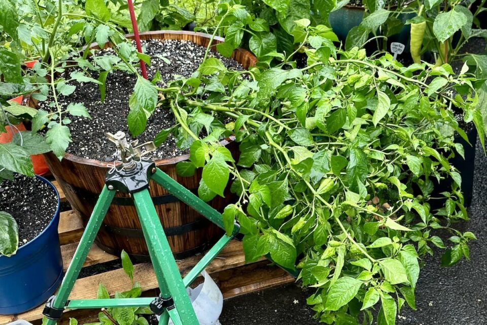 How To Stake Pepper Plants (The Right Way) | Pepper Geek