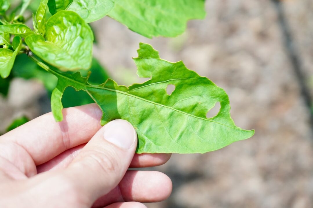 Pepper Plant Diseases and Problems (Pictures) - Pepper Geek