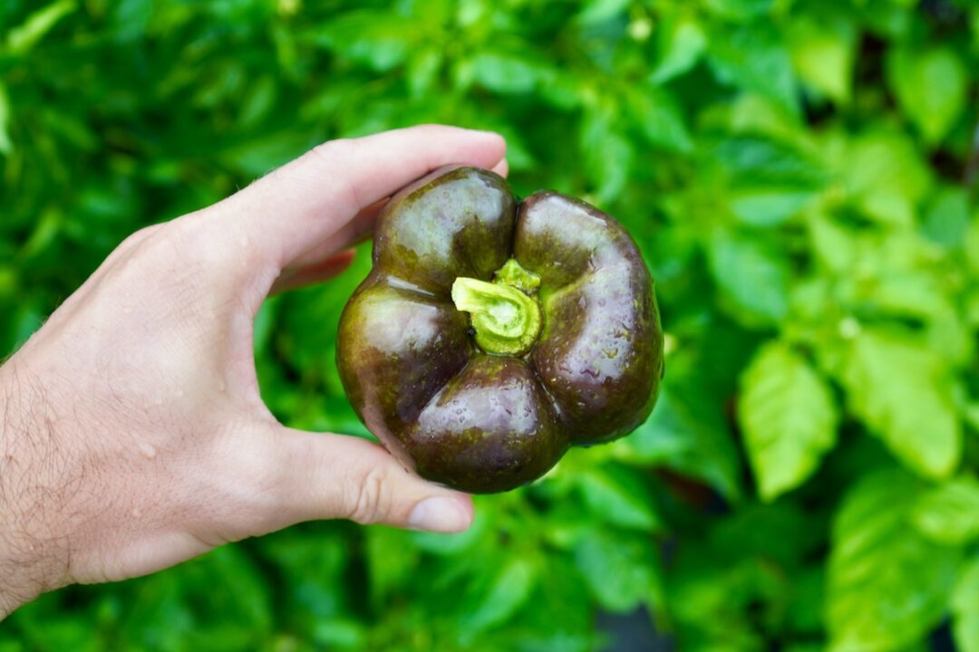 Purple Beauty Bell Peppers - Gorgeous Sweet Peppers - Pepper Geek