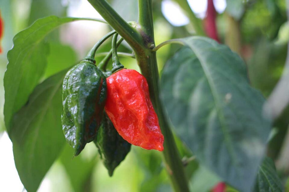 When To Pick Habanero Peppers (Tips To Know When) - Pepper Geek