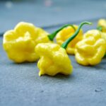 How To Grow Hotter Peppers (5 Methods For Spicier Pods) - Pepper Geek