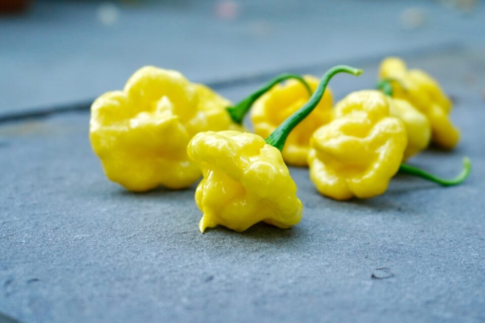 Fish Peppers - The Amazing History & Hot Pepper Facts - Pepper Geek