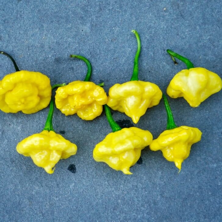 Types Of Peppers - List Of Pepper Varieties - Pepper Geek